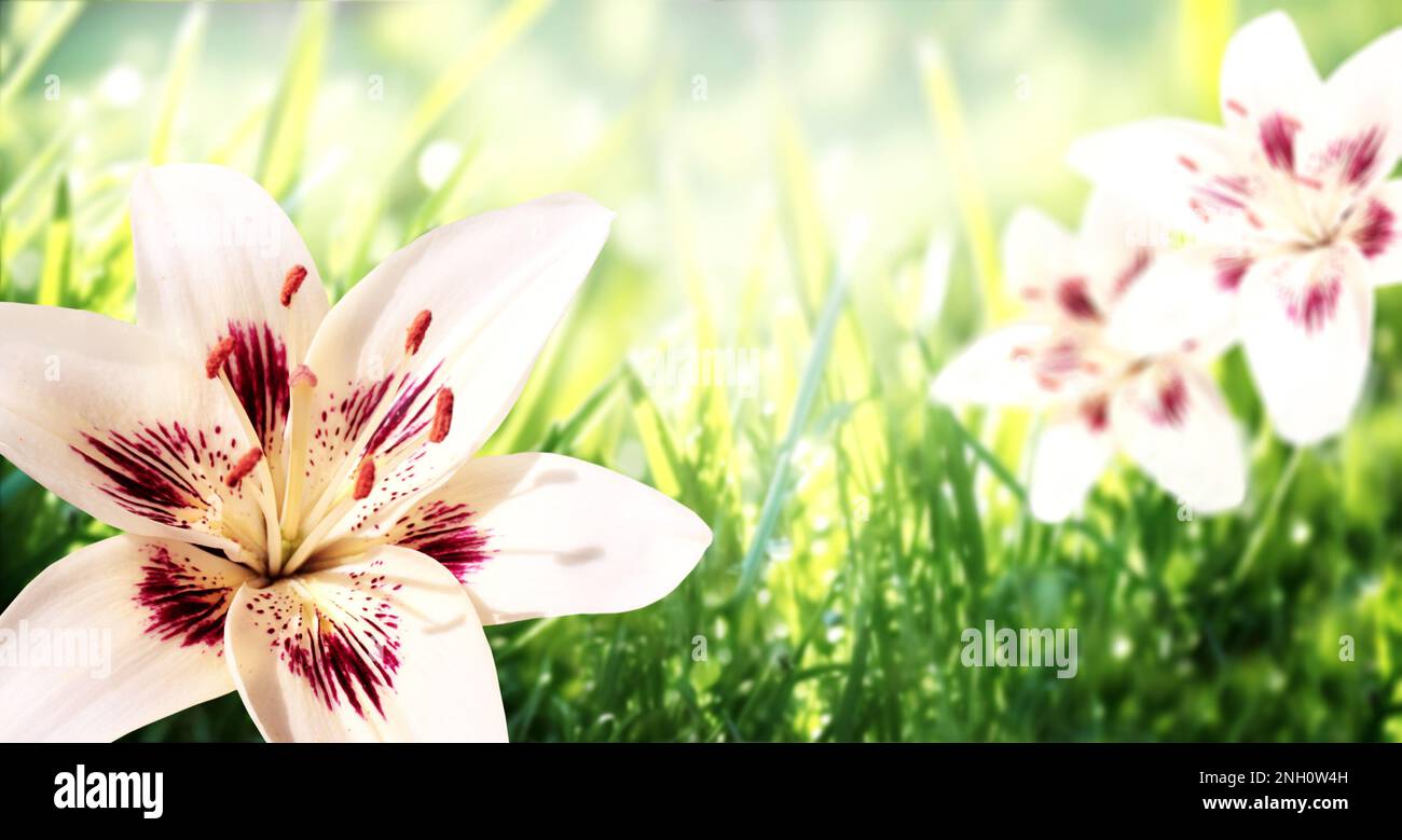 Lily on sunny beautiful nature spring background. Summer scene with ...