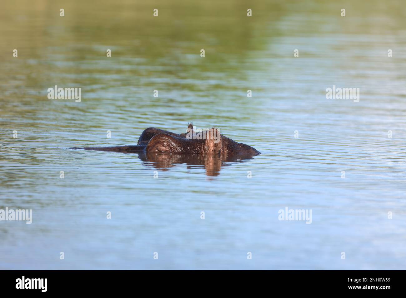 HIPPO IN WATER Stock Photo - Alamy