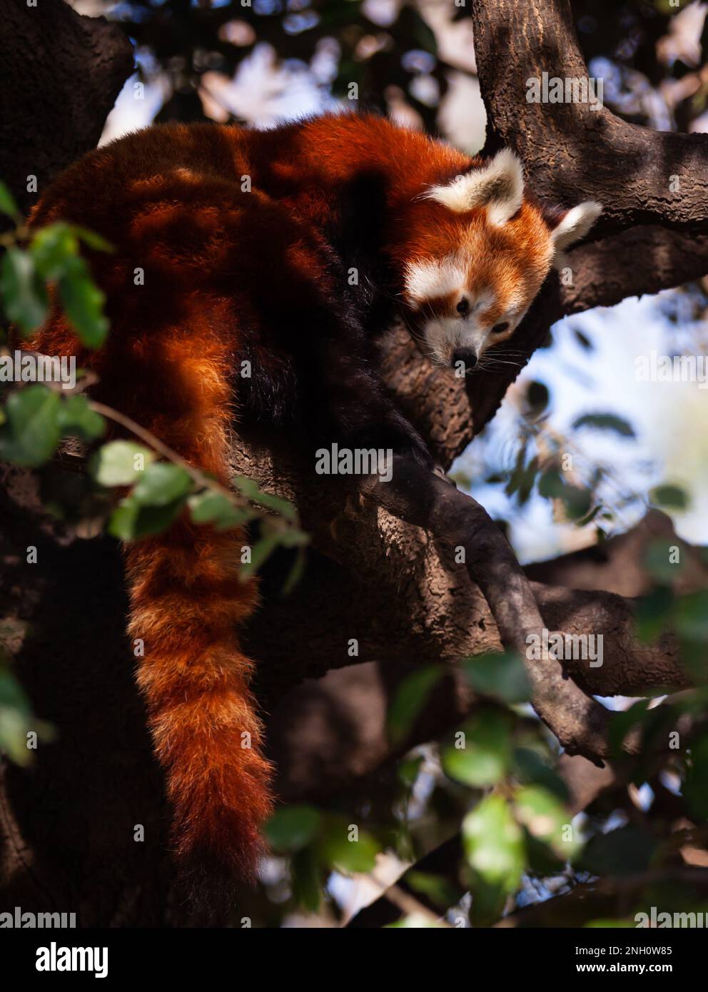 Red panda sitting on tree hi-res stock photography and images - Alamy