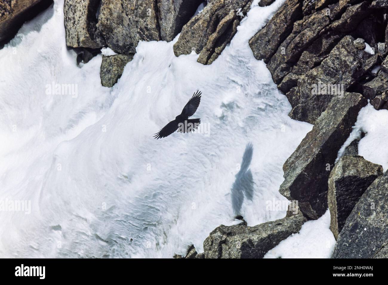 Alpine chough flying by the rocks Stock Photo - Alamy