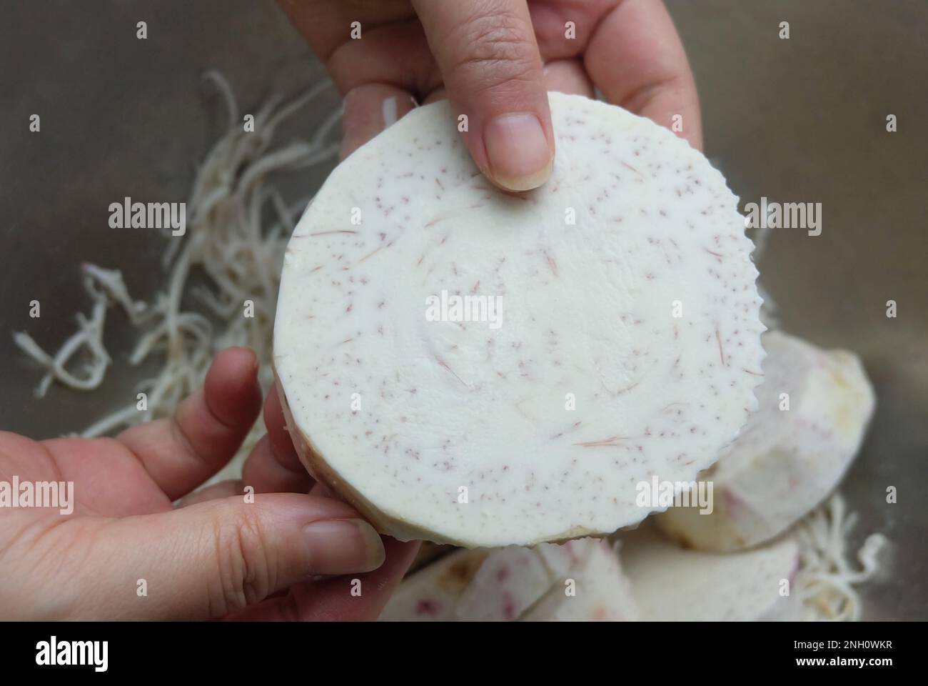 Hand Holding Fresh Cut Taro Roots, Dasheen, Japanese Potato, Cocoyam or ...