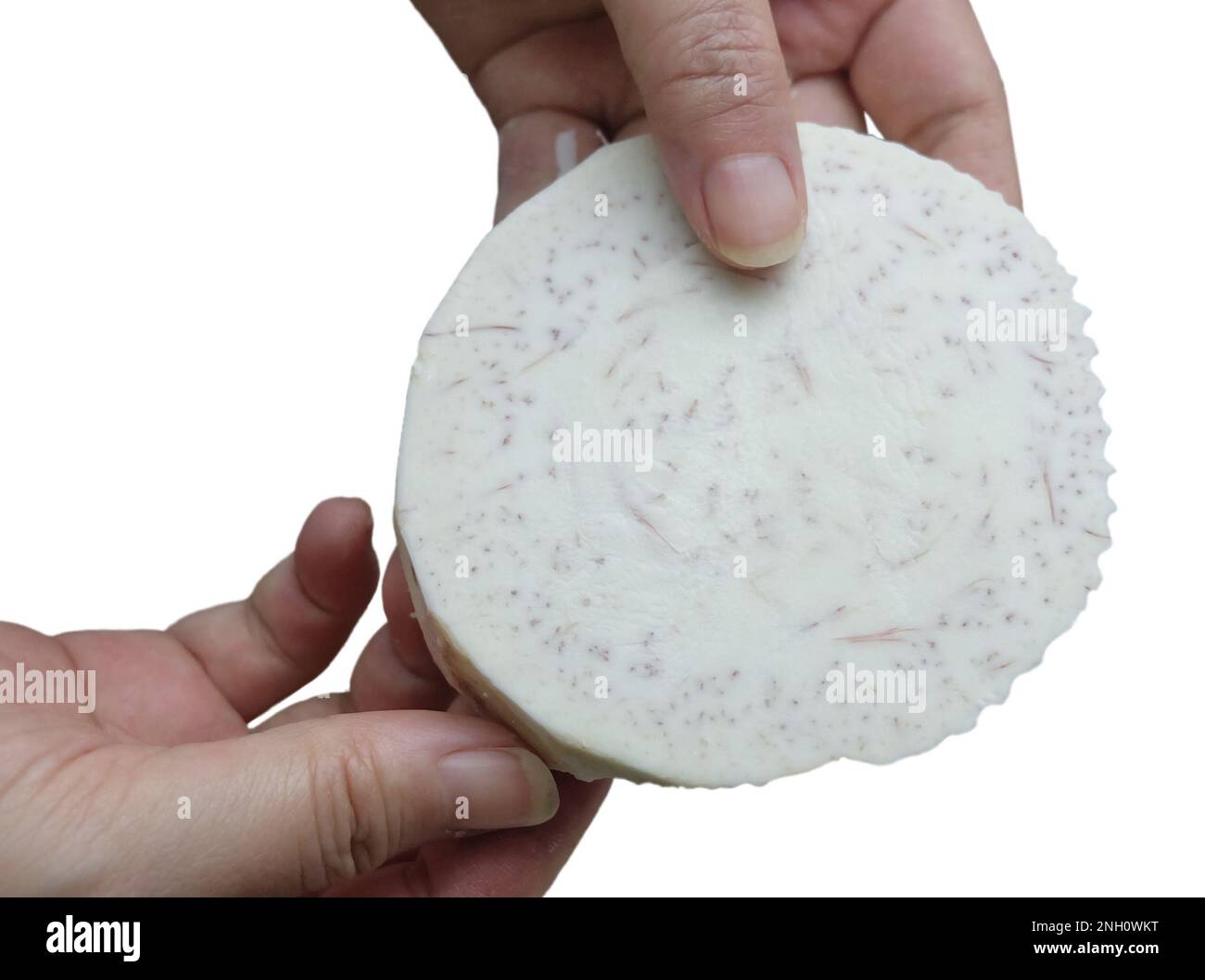 Hand Holding Fresh Cut Taro Roots, Dasheen, Japanese Potato, Cocoyam or ...