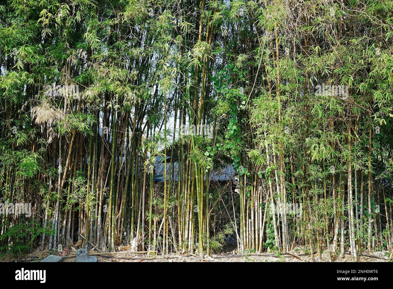 Natural landscape of Green tropical bamboo groove forest park Stock ...
