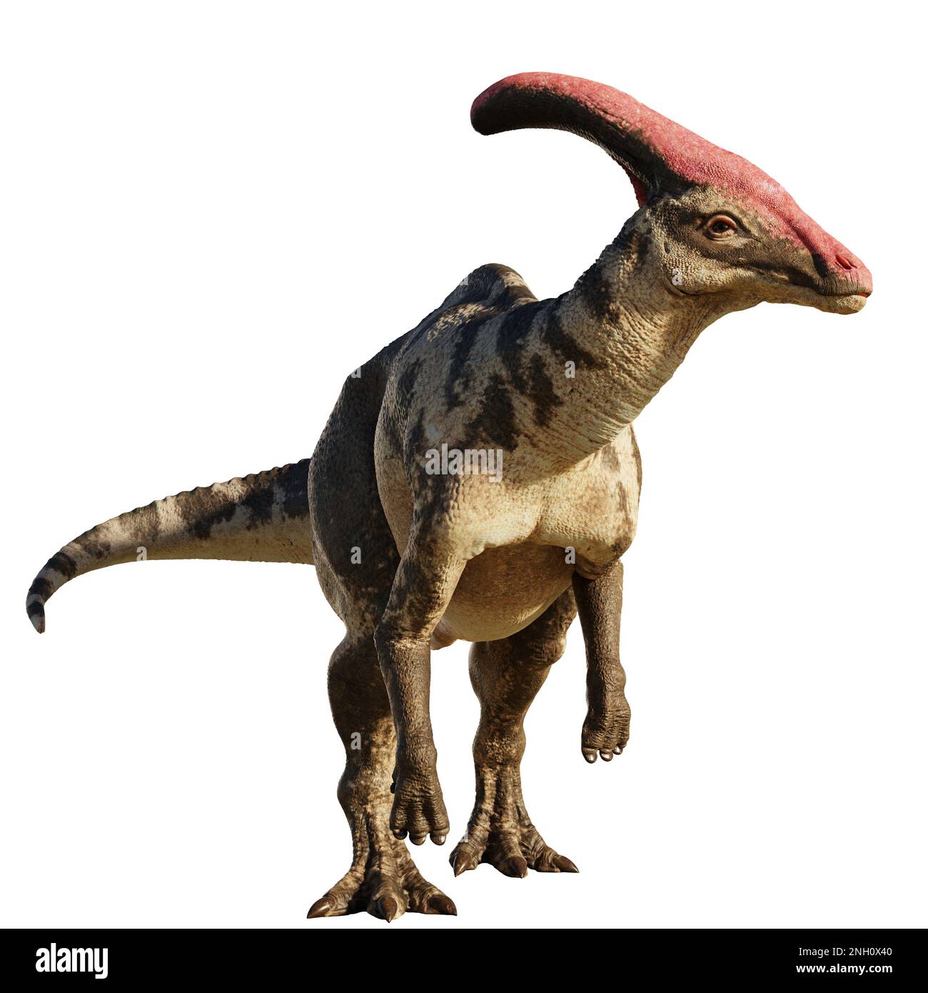 Parasaurolophus, dinosaur from Late Cretaceous, isolated on white ...