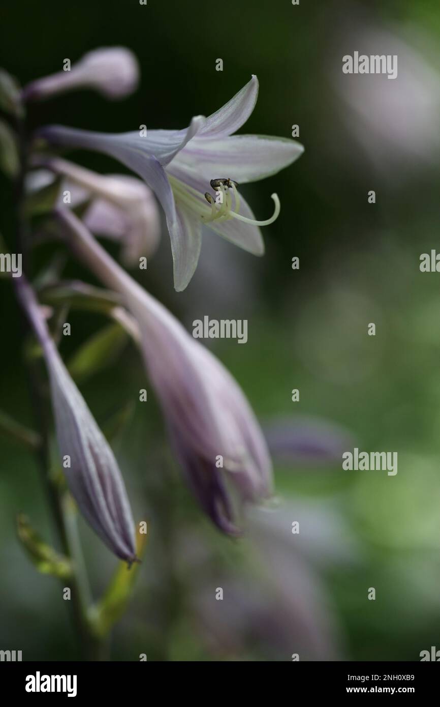 beautiful pale lilac hosta flower Stock Photo - Alamy