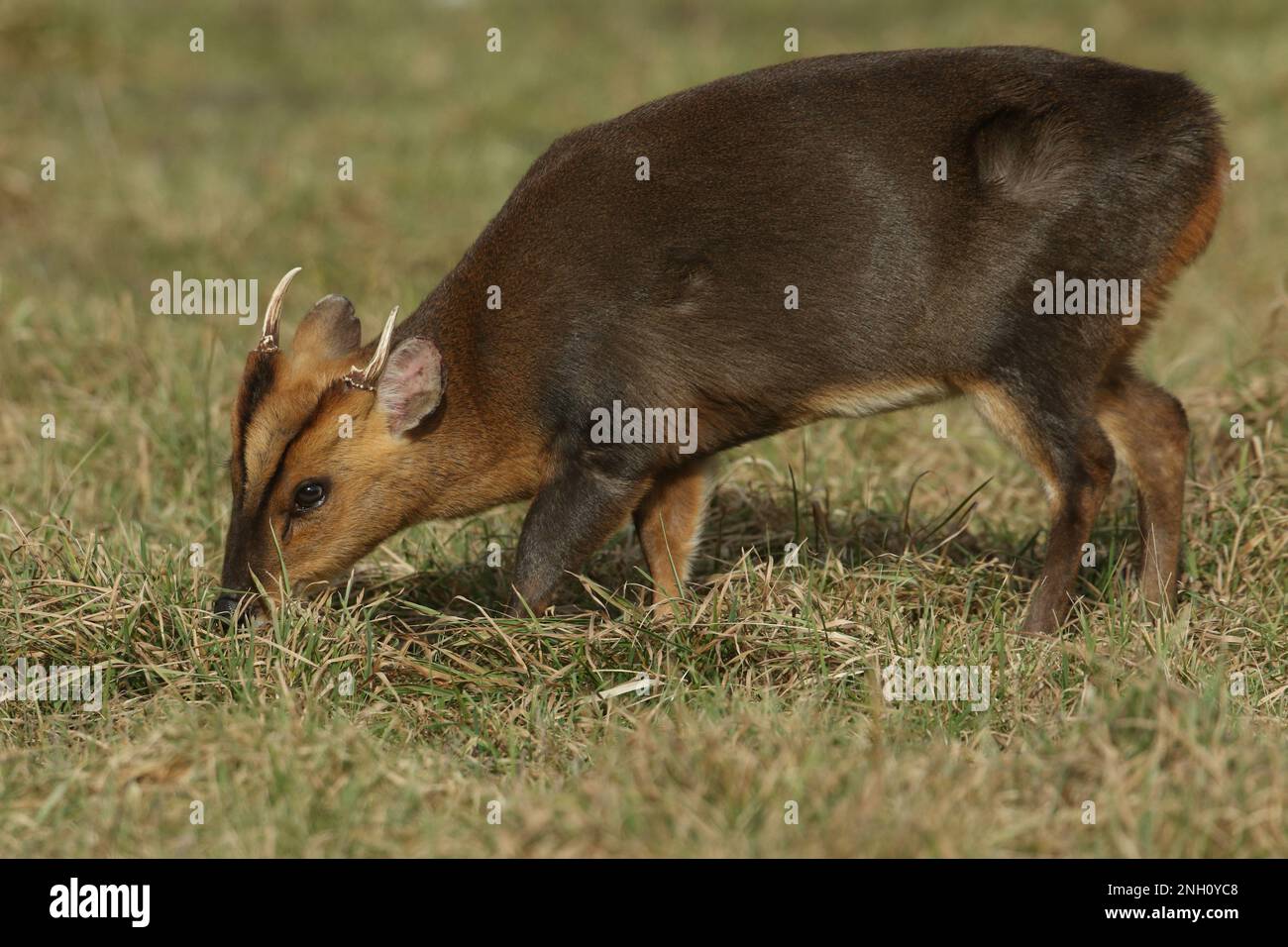 A wild buck Muntjac Deer, Muntiacus reevesi, feeding at the edge of a ...