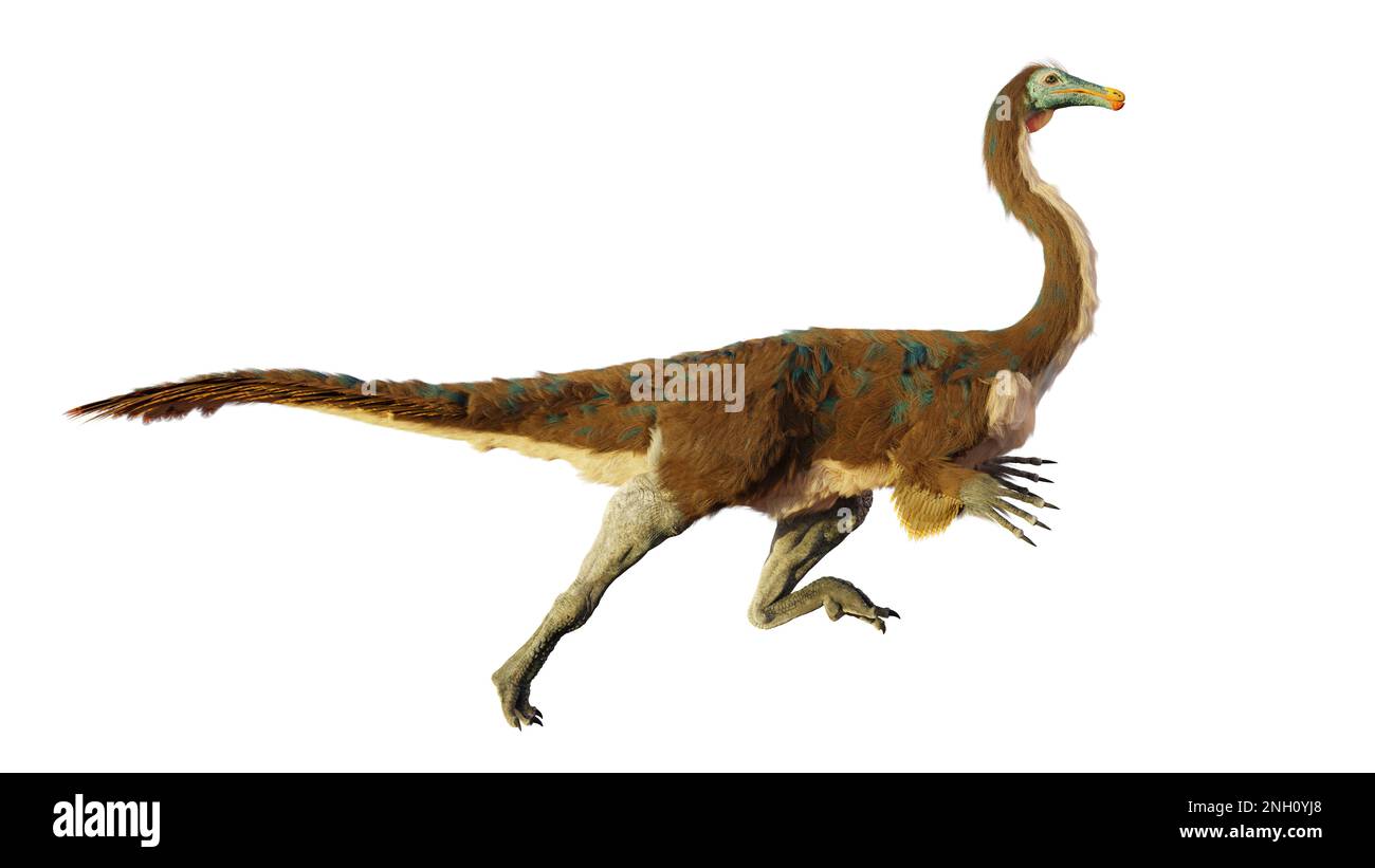 Gallimimus, theropod dinosaur from the Late Cretaceous period, isolated ...