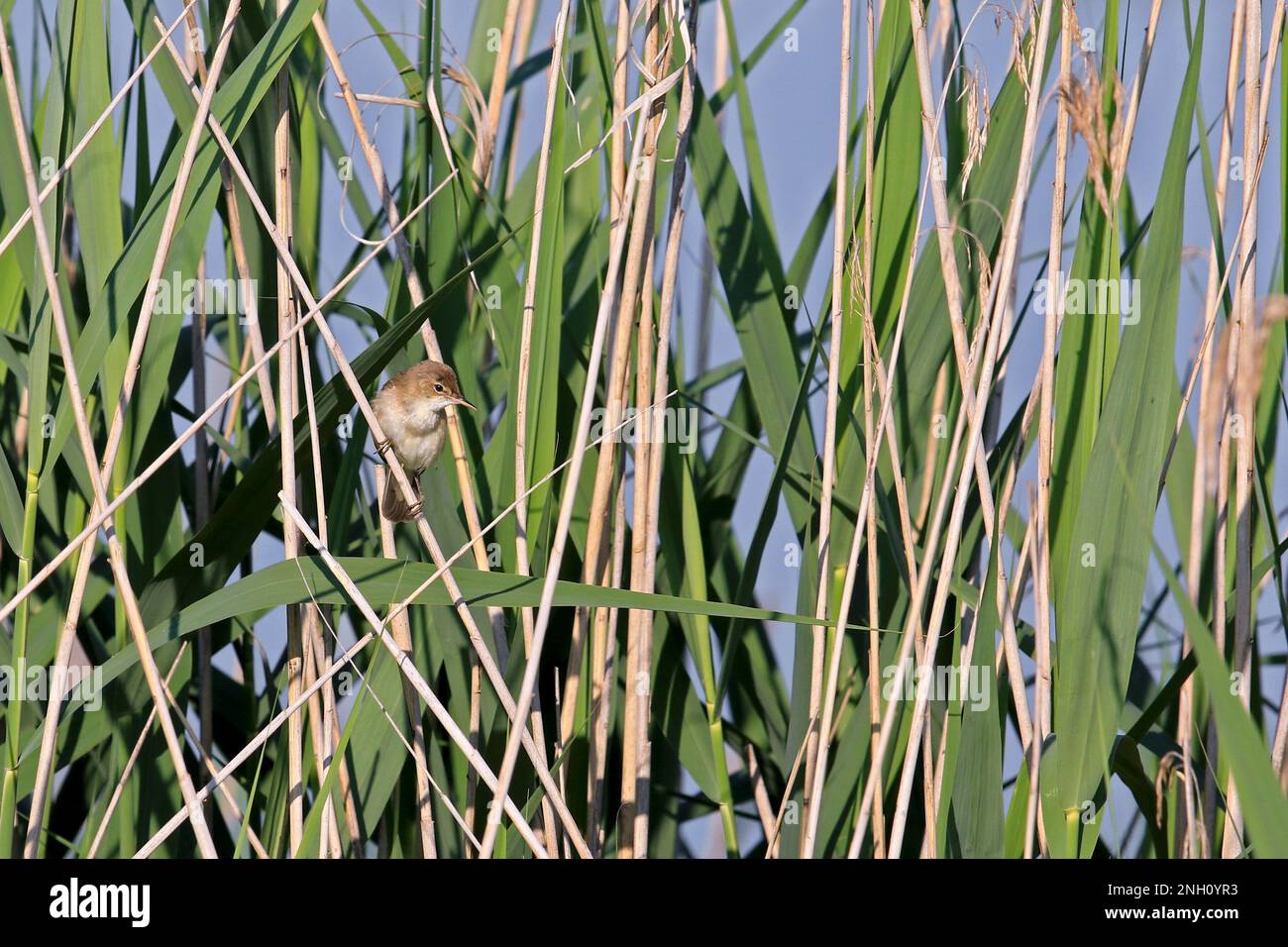marsh warbler a common and common breeding and summer bird throughout ...