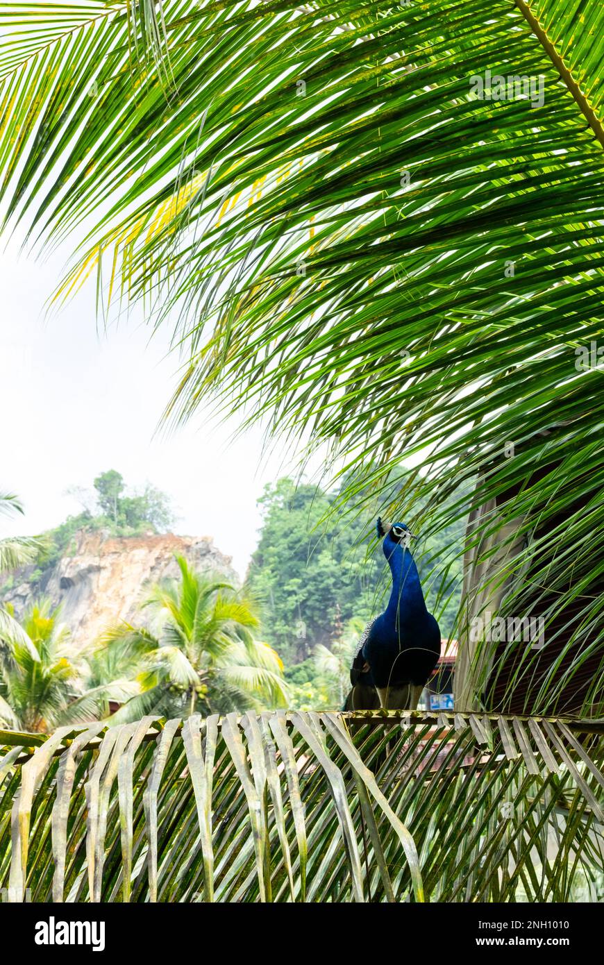 Peacock siting on palm tree branch Stock Photo - Alamy