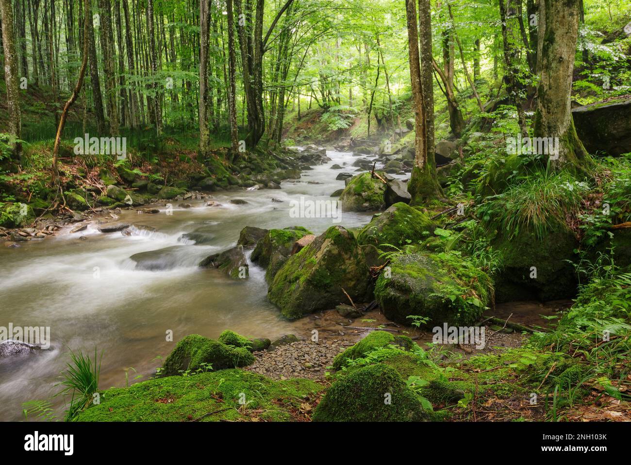 brook in the woods among stones. outdoor nature scenery in spring ...