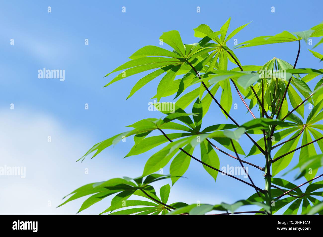 Cassava plantation field blue hi-res stock photography and images - Alamy
