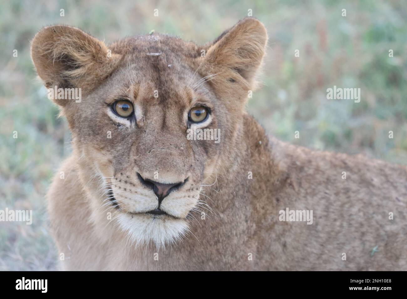 Lions have been bred with tigers to create hybrids hi-res stock ...