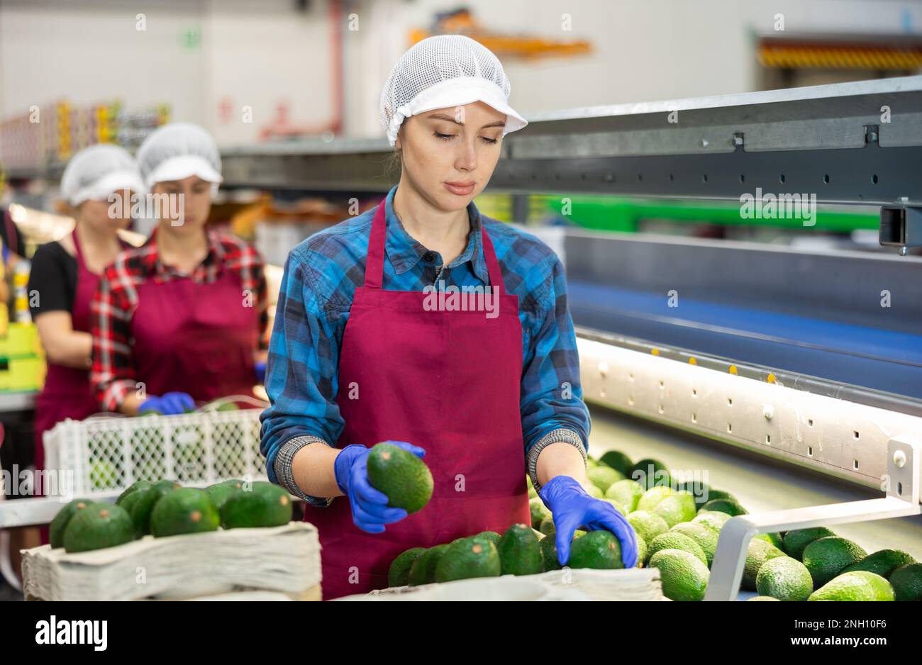 Workwoman sorting and packing Hass avocados on conveyor line Stock ...