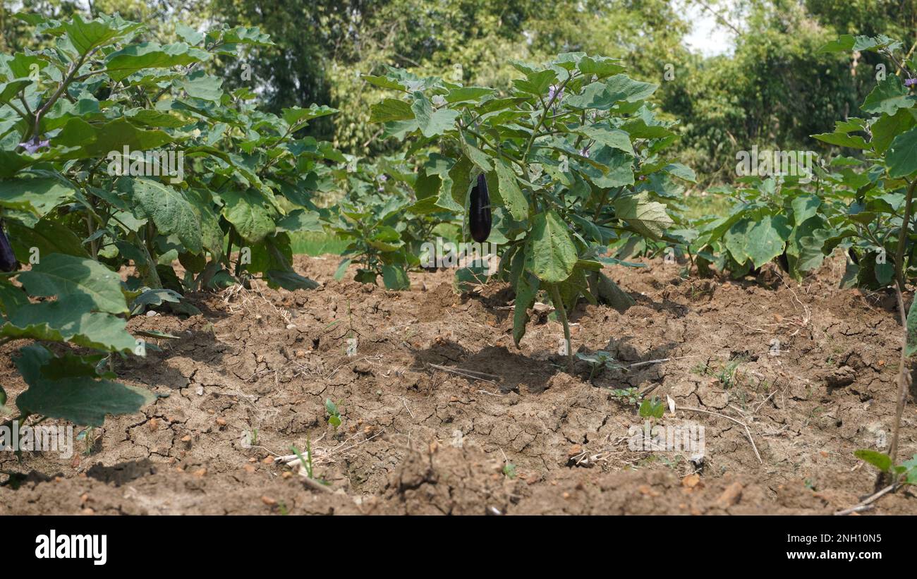 Close up eggplant organic food in agriculture field in the afternoon ...