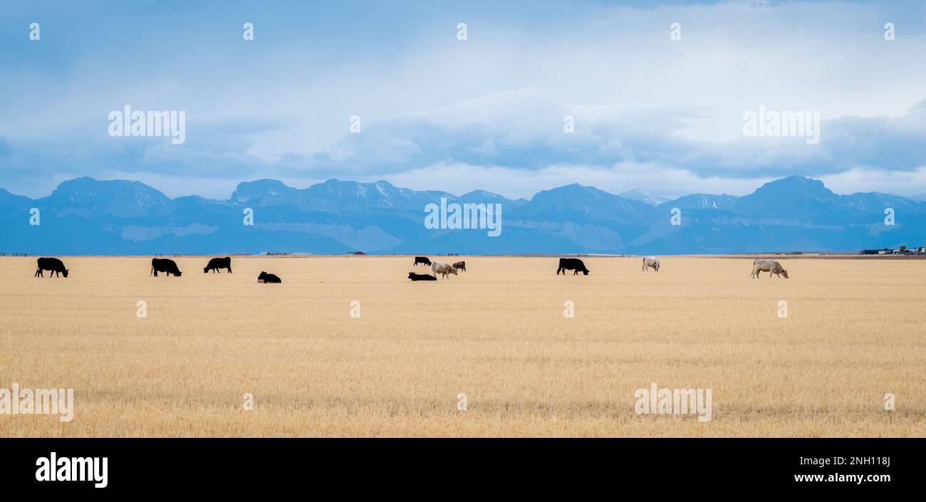 Cows grazing on golden grassland in autumn. Mountain ranges in the ...