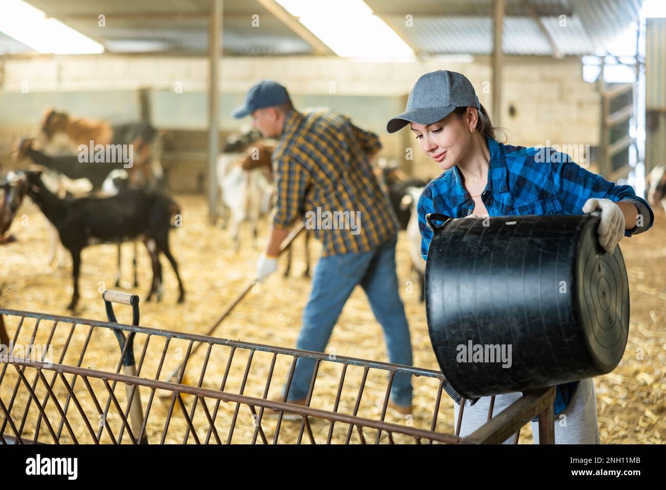 Goats feeding bucket hi-res stock photography and images - Alamy