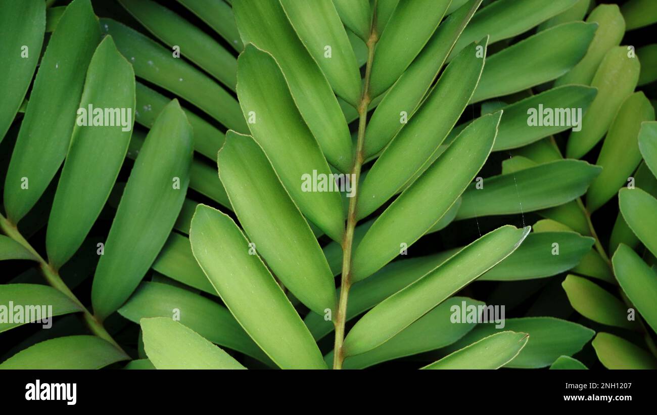 Close up of green Zamia Furfuracea cardboard palm leaves Stock Photo ...