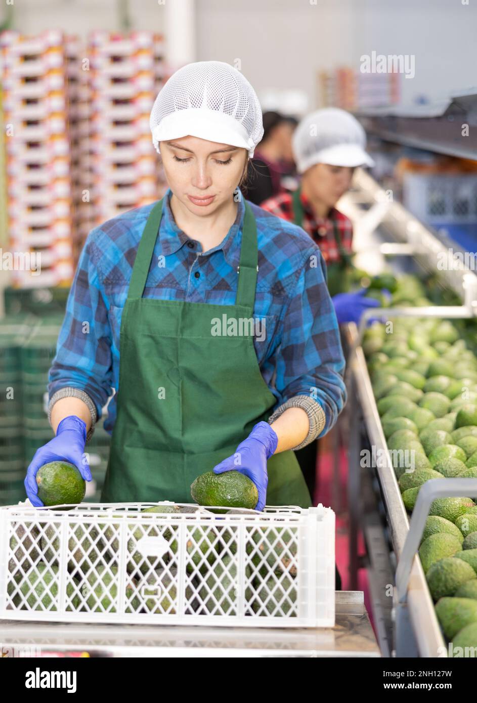 Workwoman sorting and packing ripe avocados in agricultural factory ...