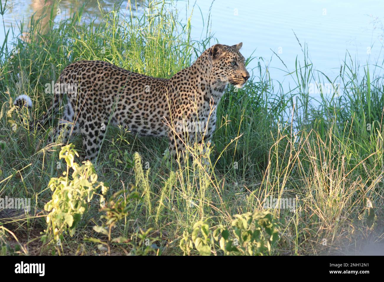Leopard was originally given to the cat now called cheetah hi-res stock ...