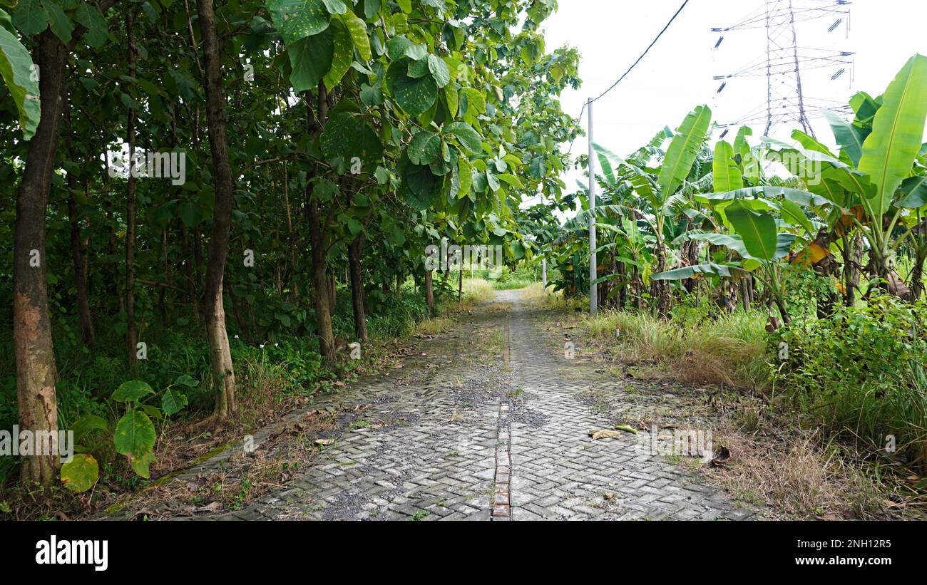 a quiet empty village rural road with a tranquil and cool natural feel ...