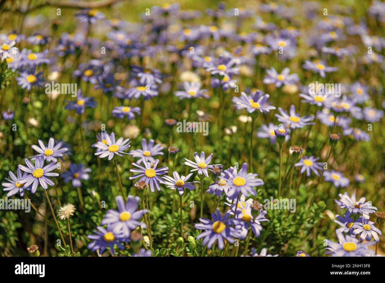 Blue felicia flowering daisy plants blooming in summer meadow Stock ...