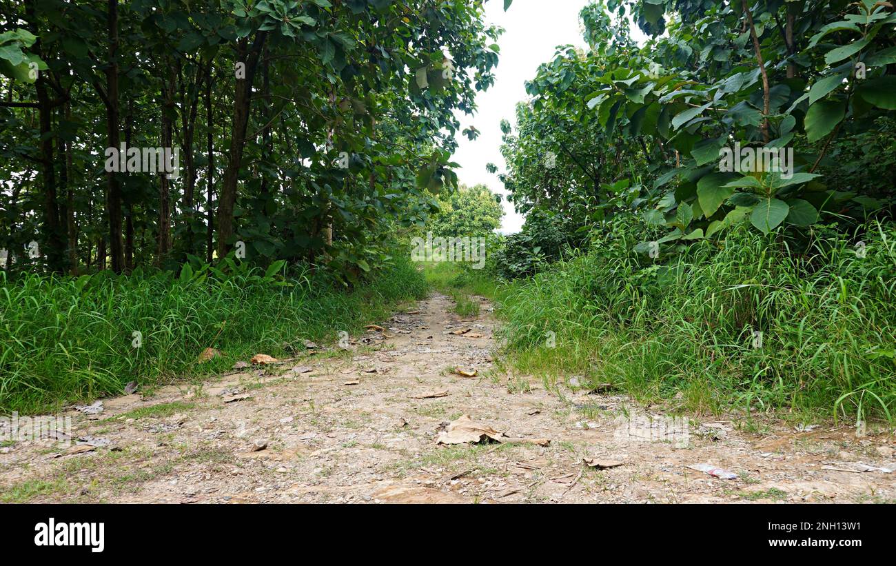 a quiet empty village rural road with a tranquil and cool natural feel ...