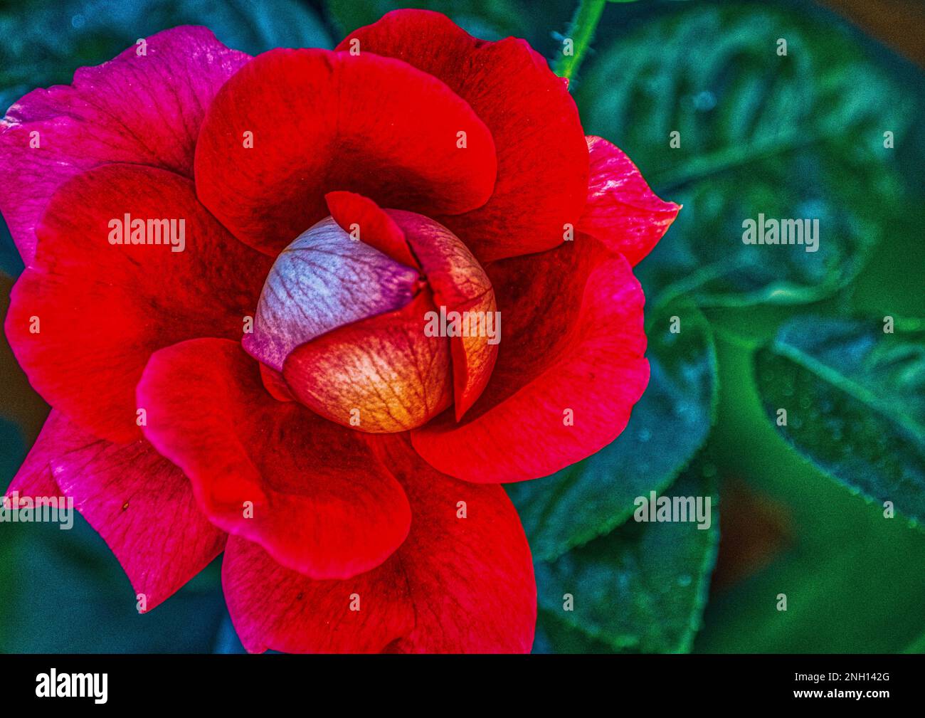 A vibrant red rose with lush green foliage surrounding it, displaying a ...