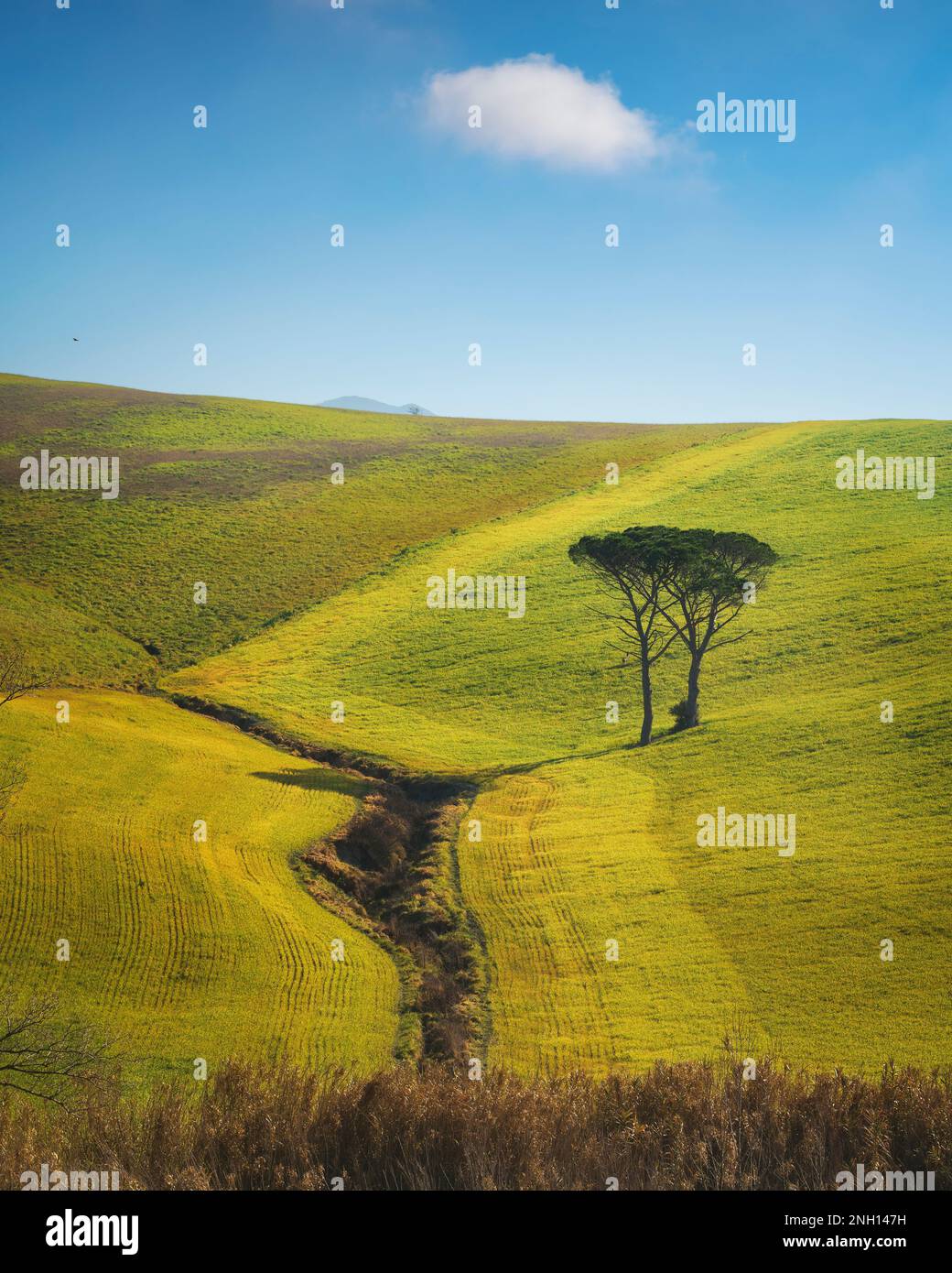 Two stone pine trees in a green field and a solitary cloud in the sky ...