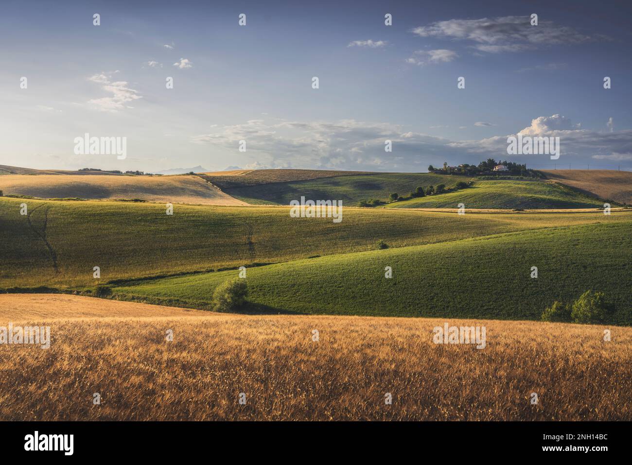 Countryside panorama in Tuscany, rolling hills and wheat fields at ...