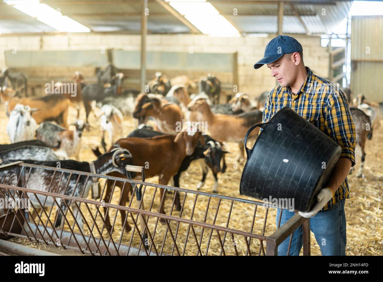 Farmer pouring feed from bucket into feeder for goats in stall Stock ...