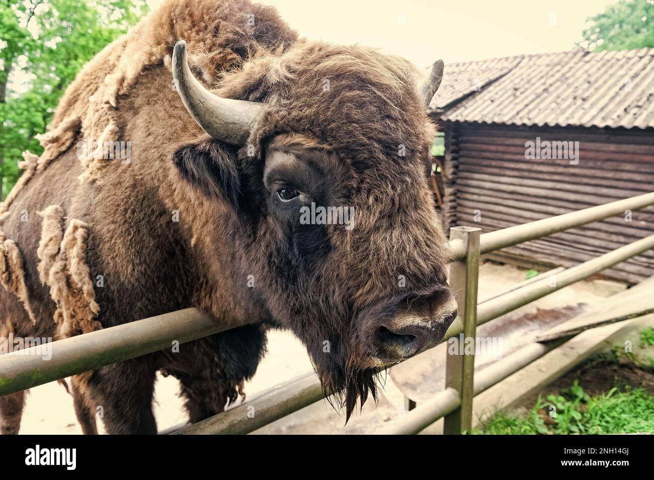 big bison head in zoo animal park outside Stock Photo - Alamy