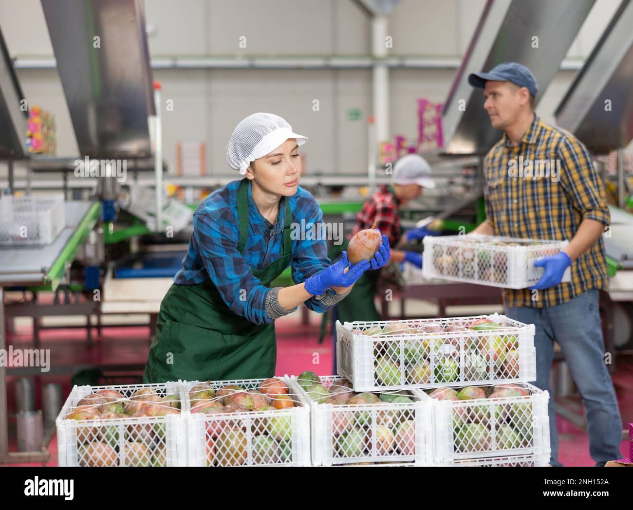 Woman working on fruit sorting line at warehouse, checking quality of ...