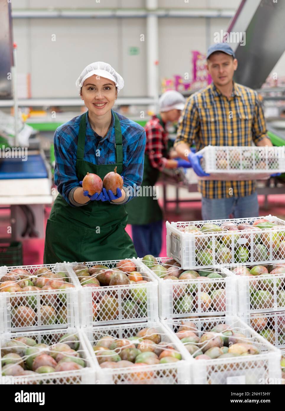 Smiling workwoman of fruit sorting factory showing selected mangoes ... Smiling workwoman of fruit sorting factory showing selected mangoes ...