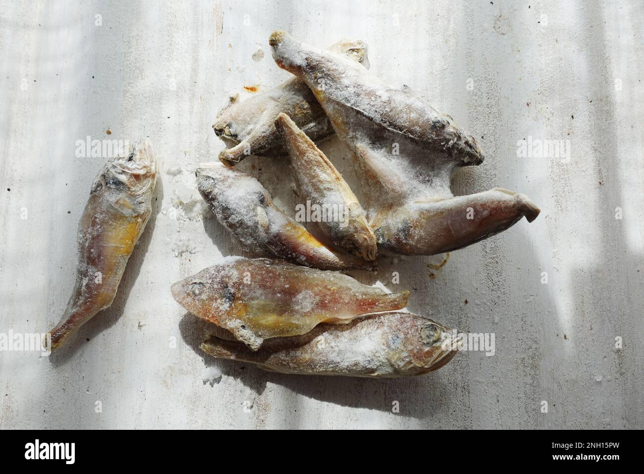 Croaker hi-res stock photography and images - Alamy