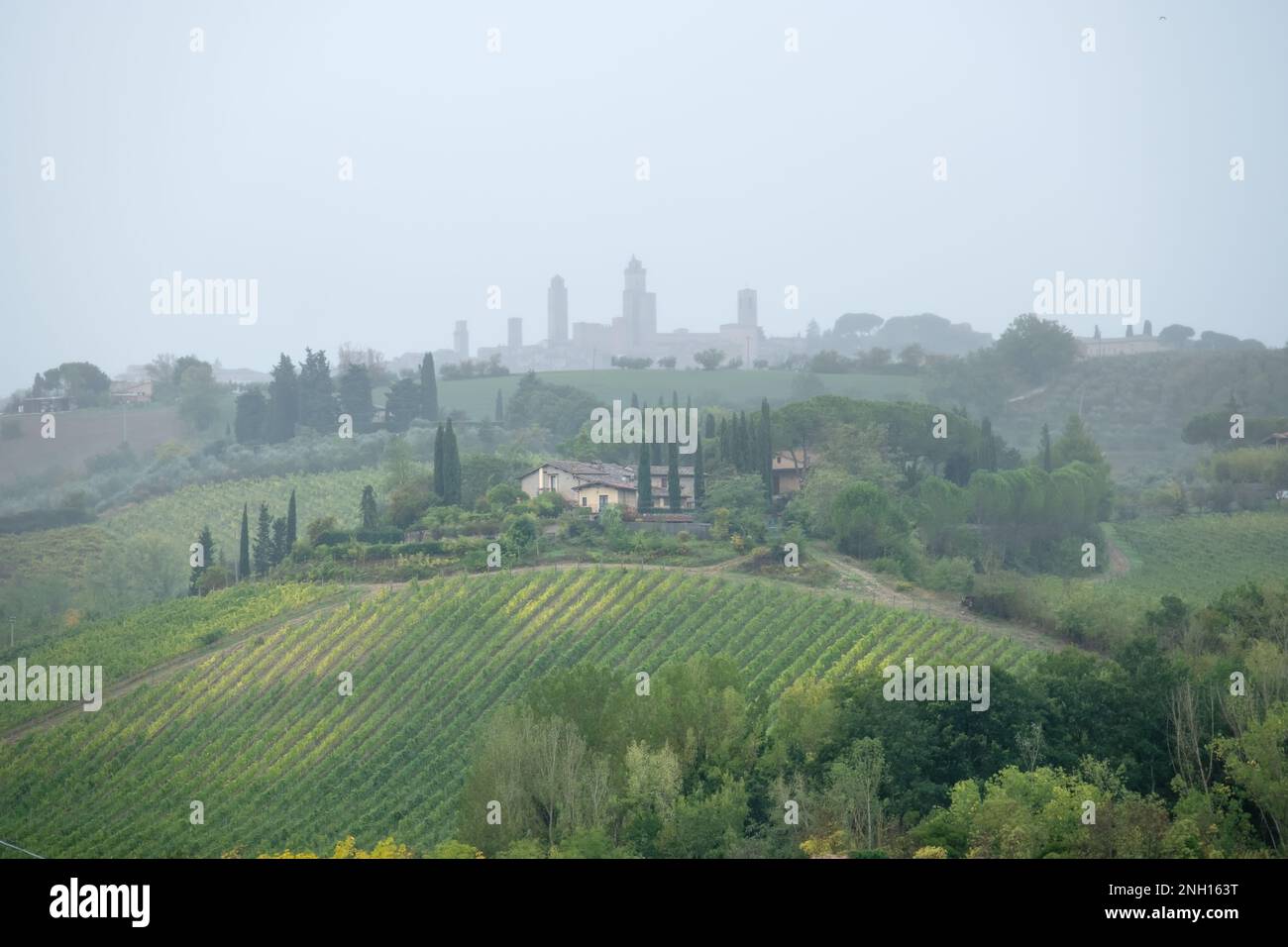 typical lovely tuscan hilly landscape with cypress trees, vineyard ...