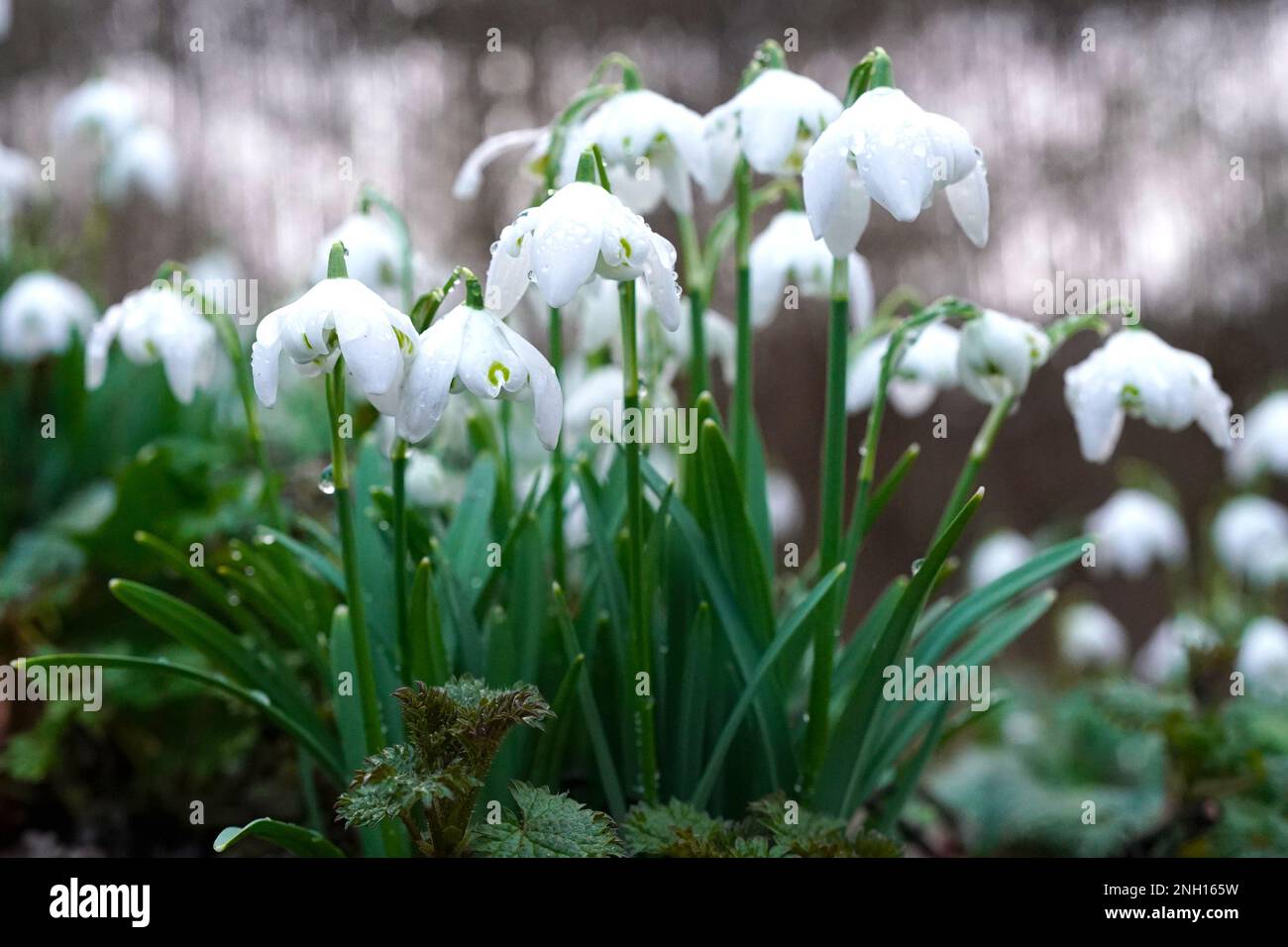 Snowdrops in the rain Stock Photo - Alamy