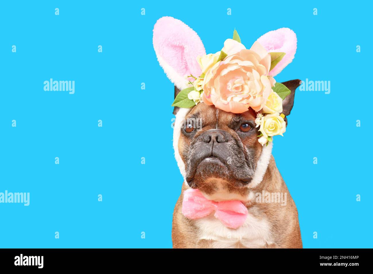 French Bulldog dog wearing Easter bunny costume ears headband with rose ...