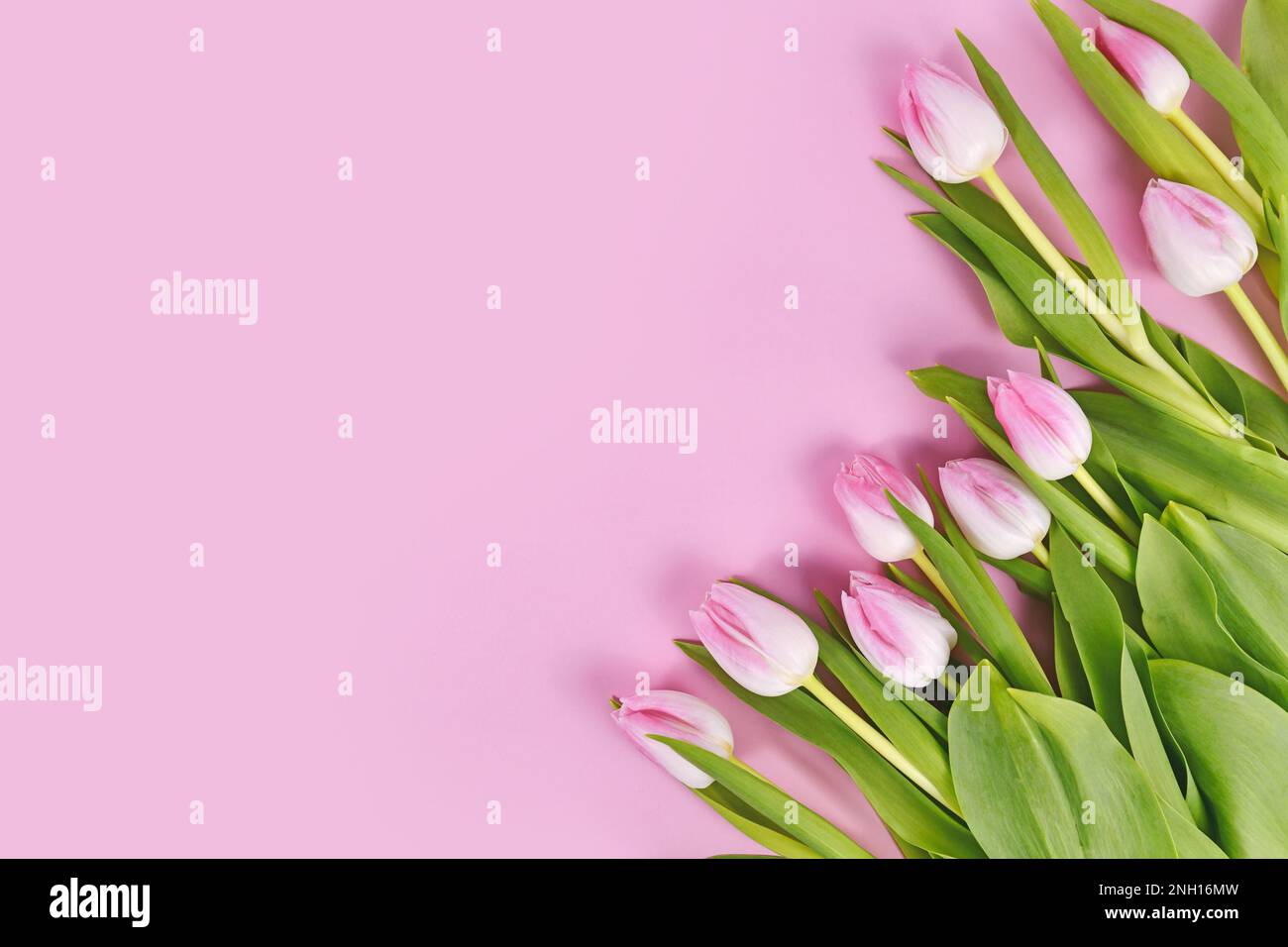 White tulip spring flowers with pink tips in corner of pink background ...