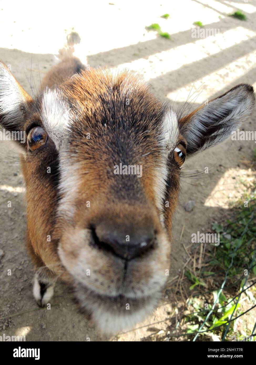 A small domestic goat with white fur stares directly at the camera ...