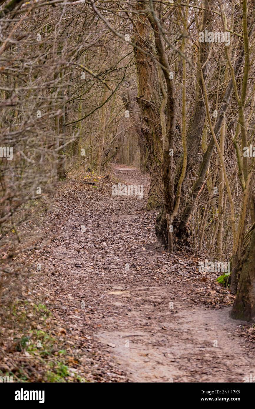 A leaf lined path through trees and bushes in pastel colors in winter ...
