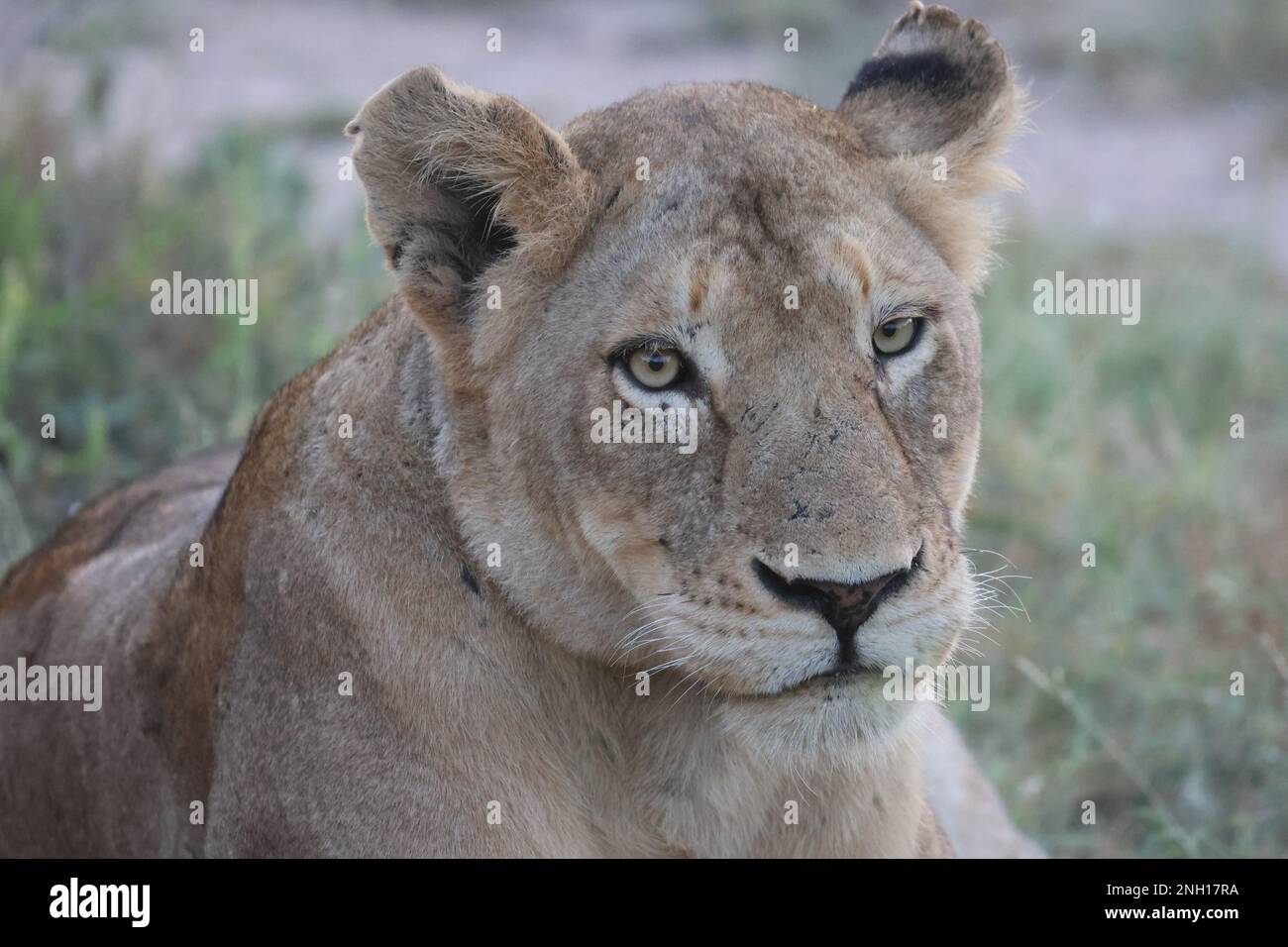 Leopon hi-res stock photography and images - Alamy