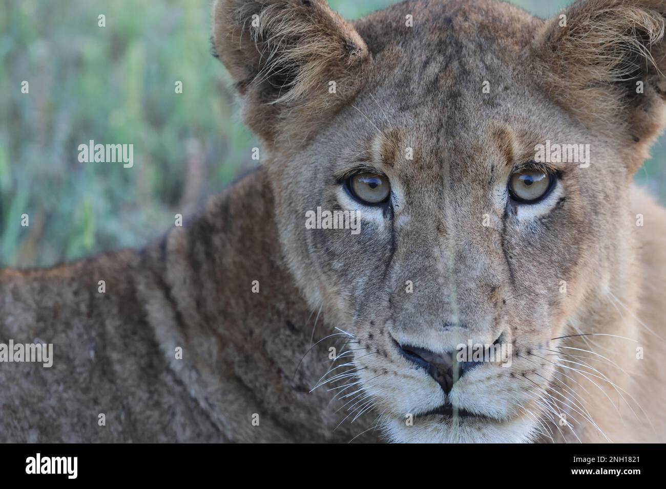 Leopon hi-res stock photography and images - Alamy