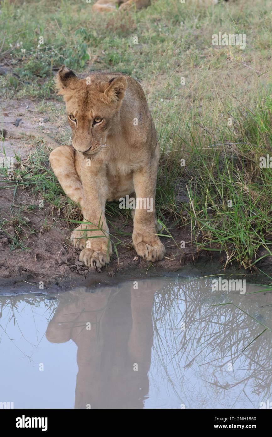 Leopon hi-res stock photography and images - Alamy