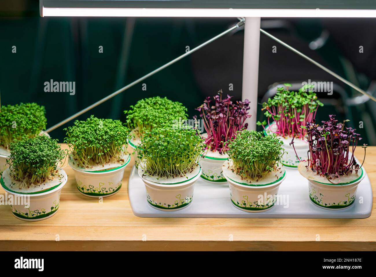 Seedlings grown at home for food. Fresh microgreen sprouts. Edible ...