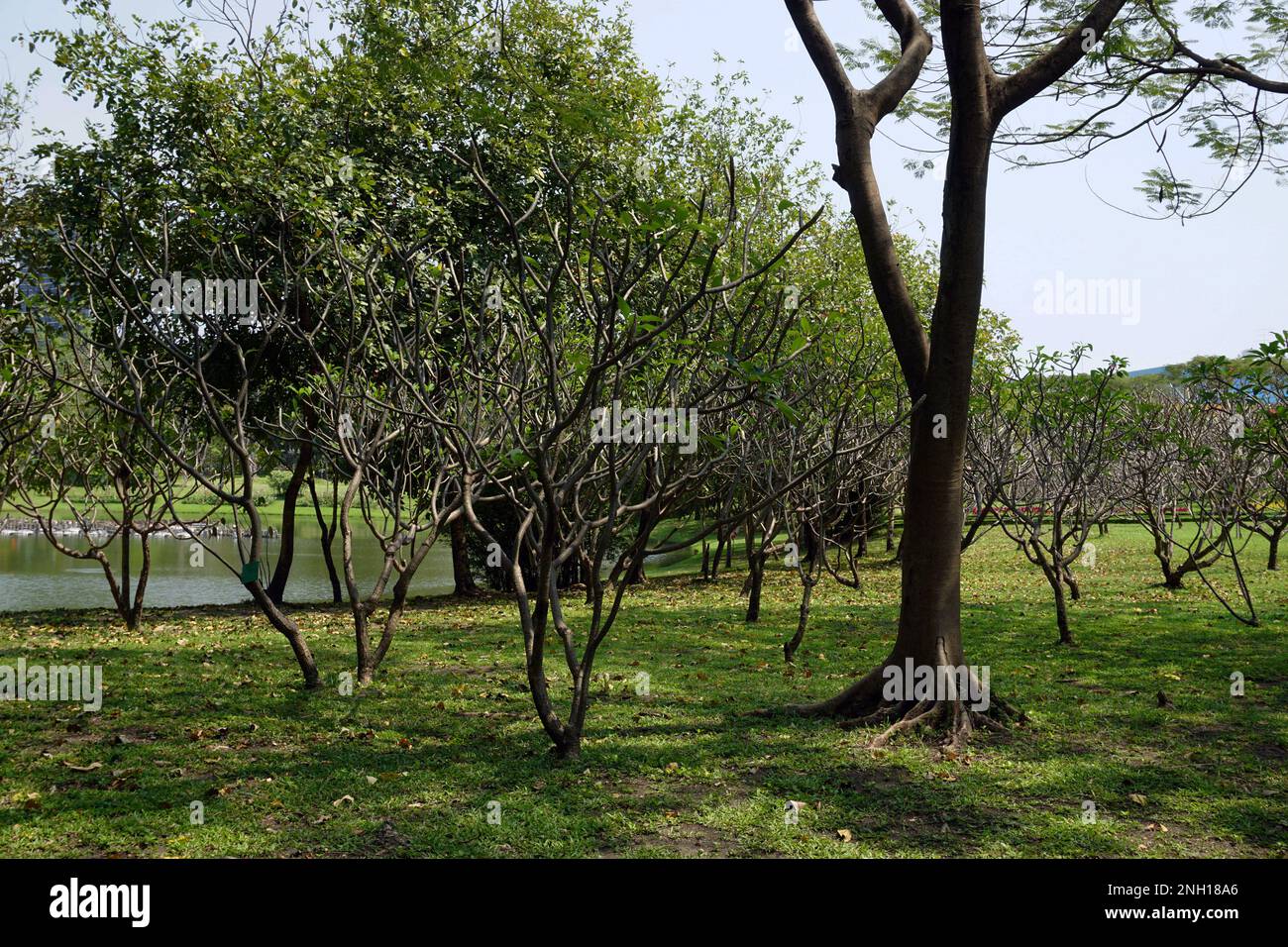 Lots of trees hi-res stock photography and images - Alamy