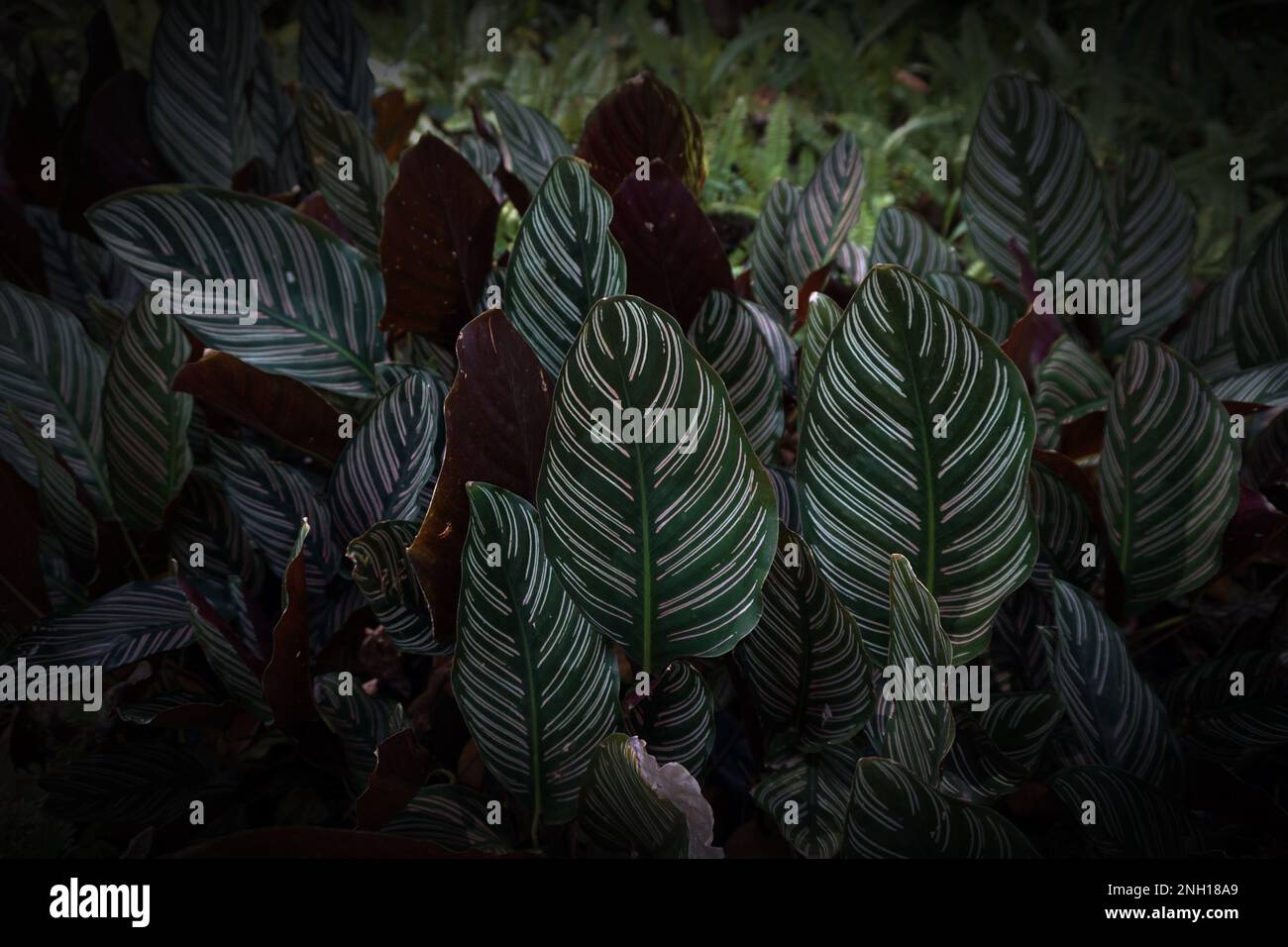 Lots of trees hi-res stock photography and images - Alamy