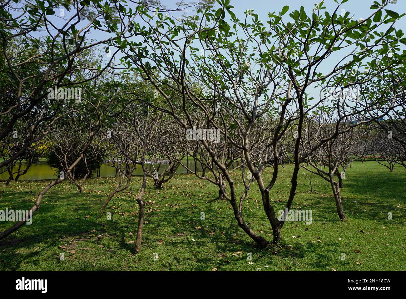 Lots of trees hi-res stock photography and images - Alamy