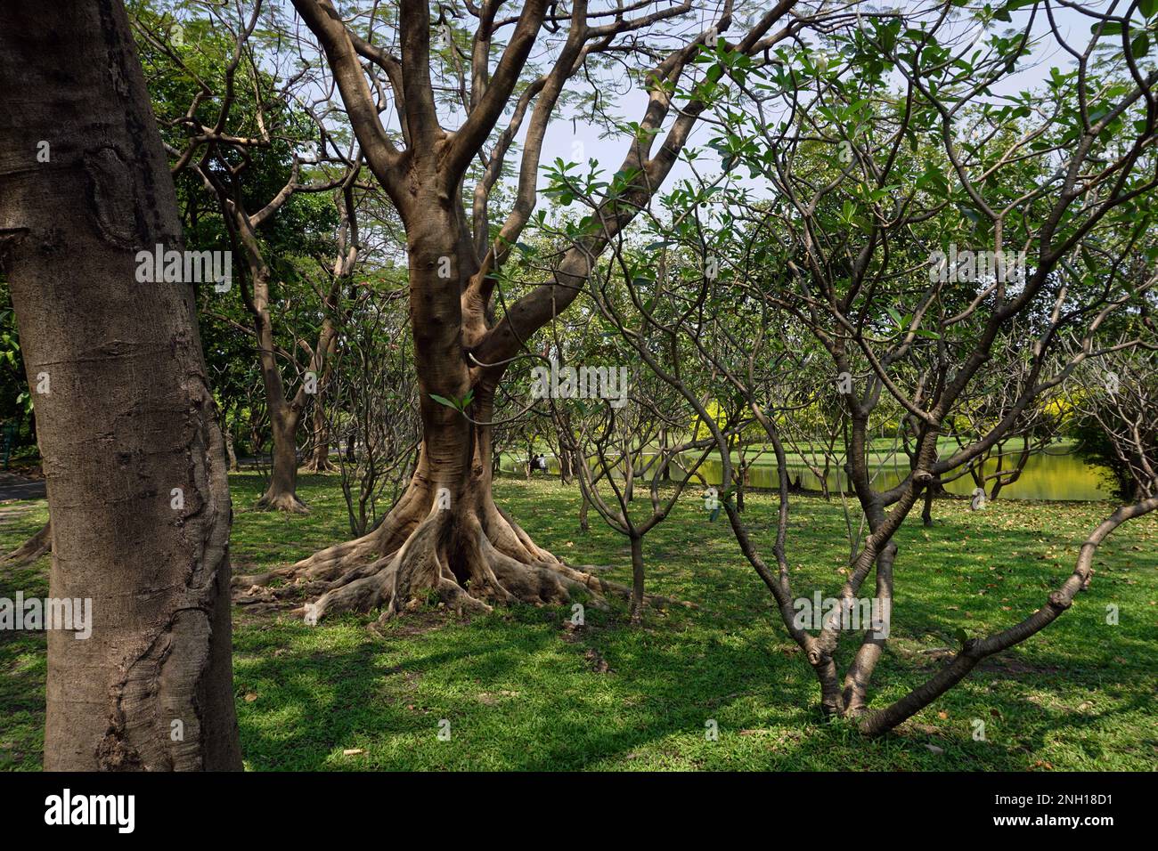 Lots of trees hi-res stock photography and images - Alamy