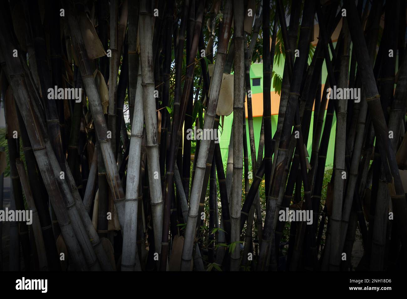 Lots of beautiful bamboo tree in the front garden Stock Photo - Alamy