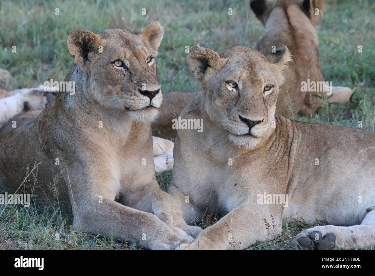Leopon hi-res stock photography and images - Alamy